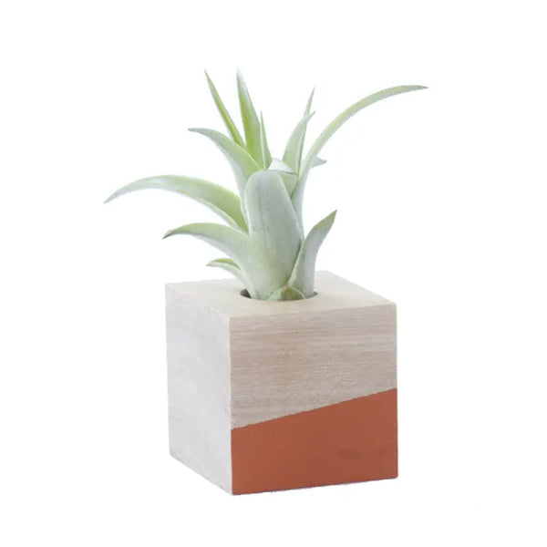Cube Air Plant Magnet Grounded Bodyworks